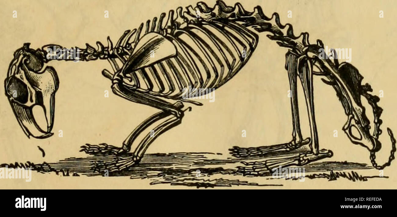 Pig Anatomy Skeleton Stock Photos & Pig Anatomy Skeleton Stock Images ...