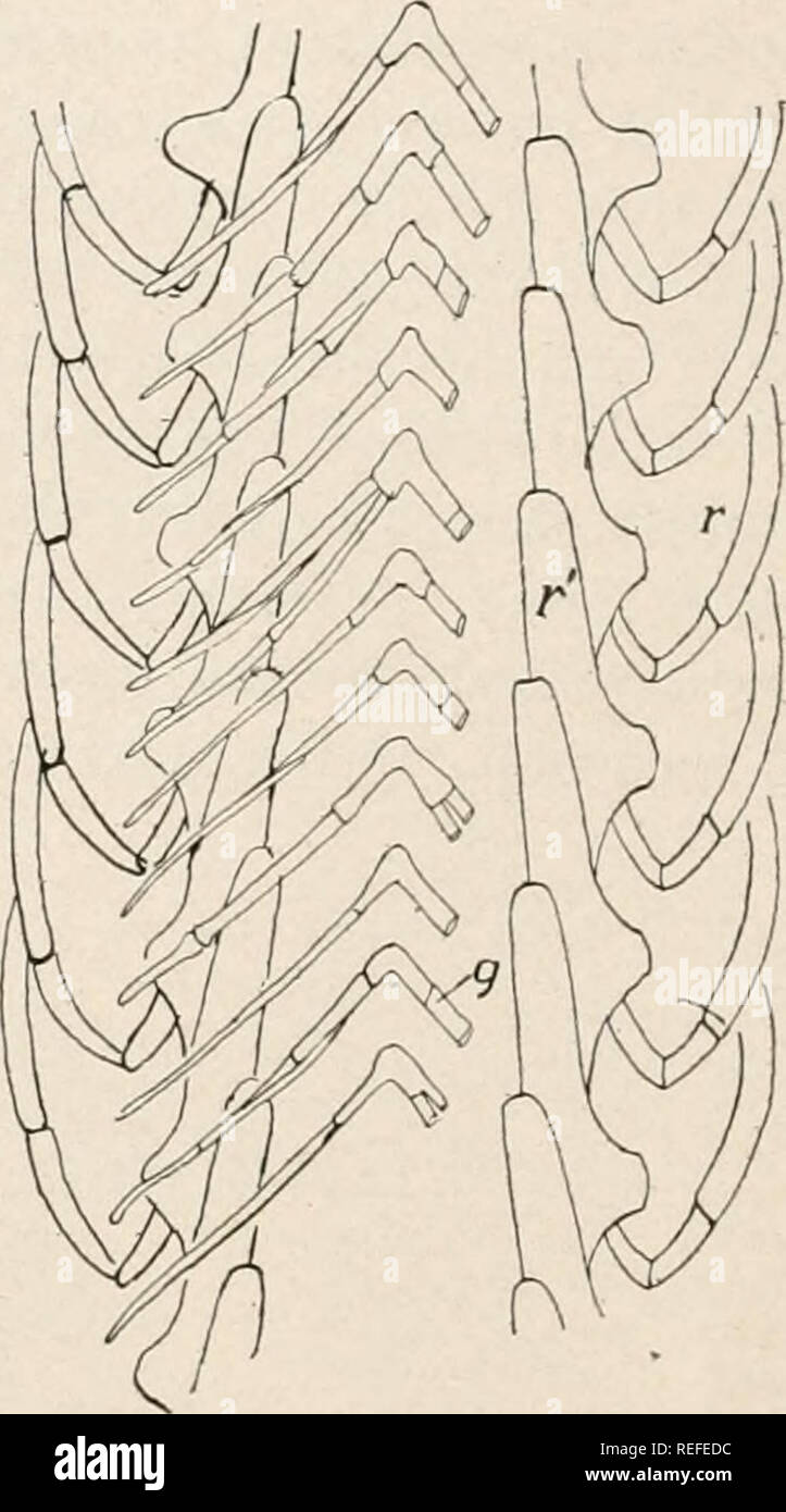 . Comparative anatomy of vertebrates. Anatomy, Comparative; Vertebrates ...