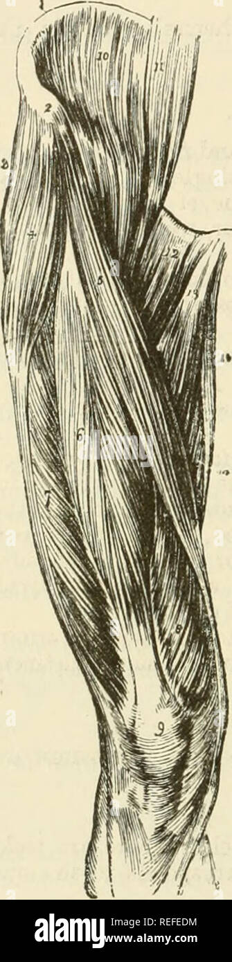 . The comparative anatomy of the domesticated animals. Veterinary ...