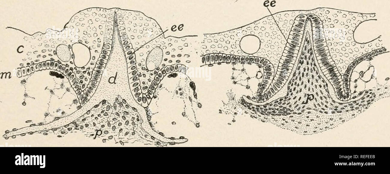 . Comparative anatomy of vertebrates. Anatomy, Comparative; Vertebrates ...