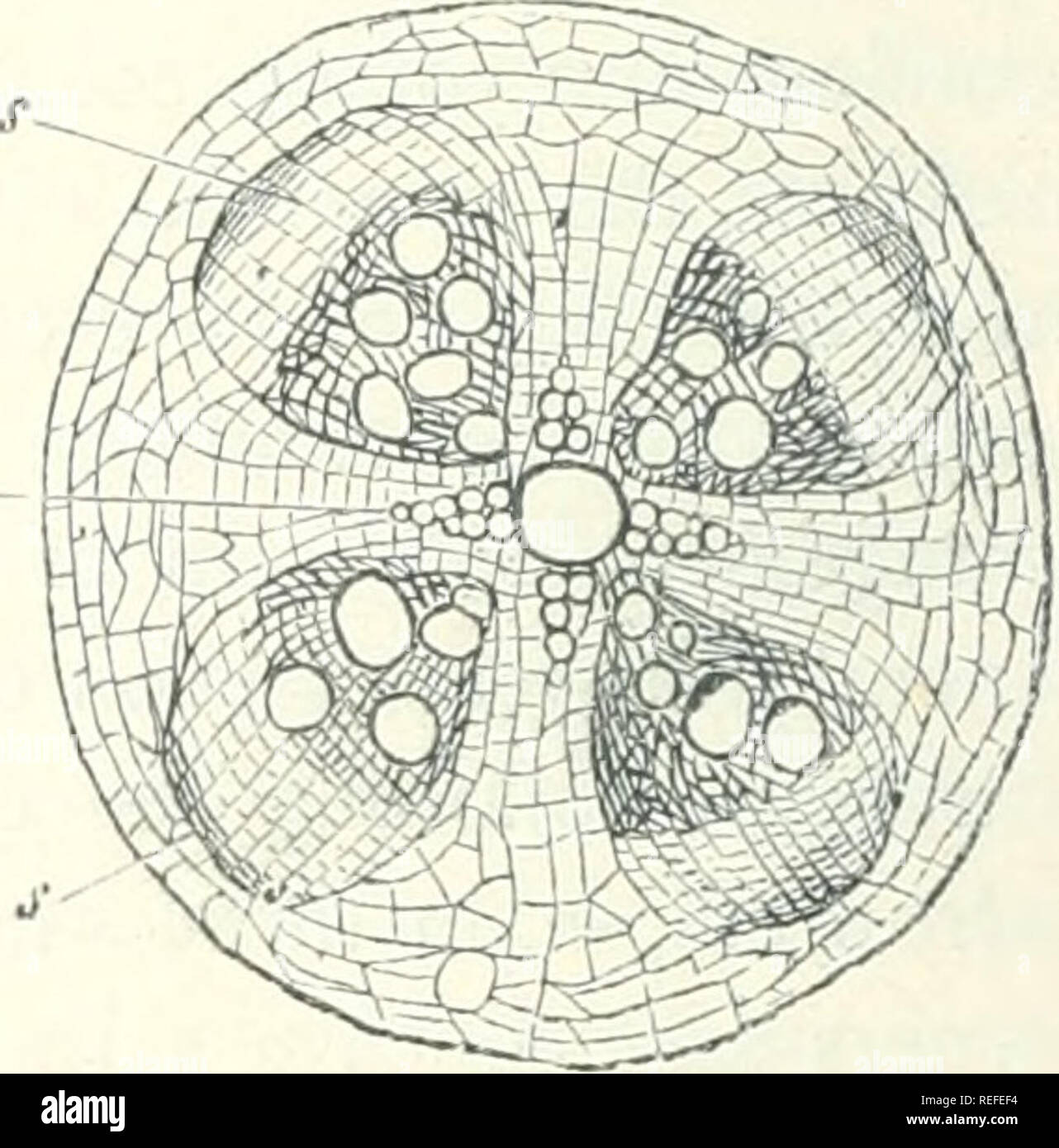 . Comparative anatomy of the vegetative organs of the phanerogams and ...
