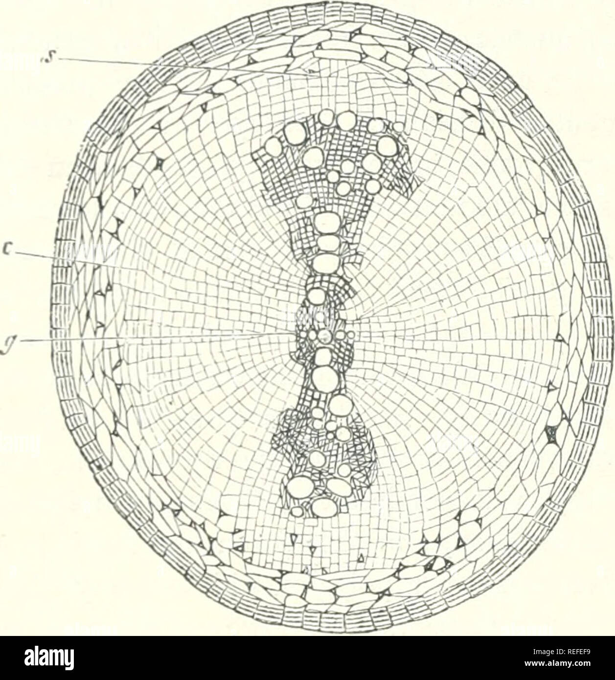 Cucurbita stem transverse section hi-res stock photography and images ...