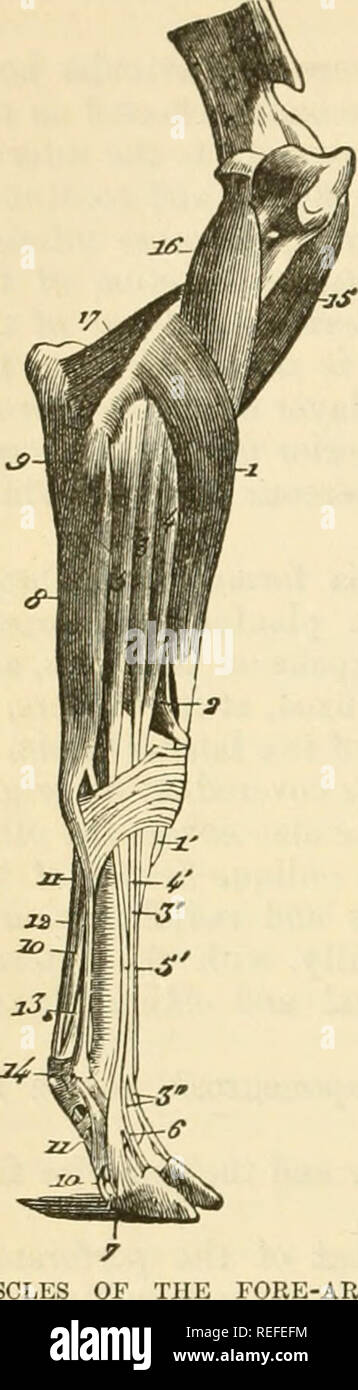 Muscles inside arm anatomy hi-res stock photography and images - Alamy