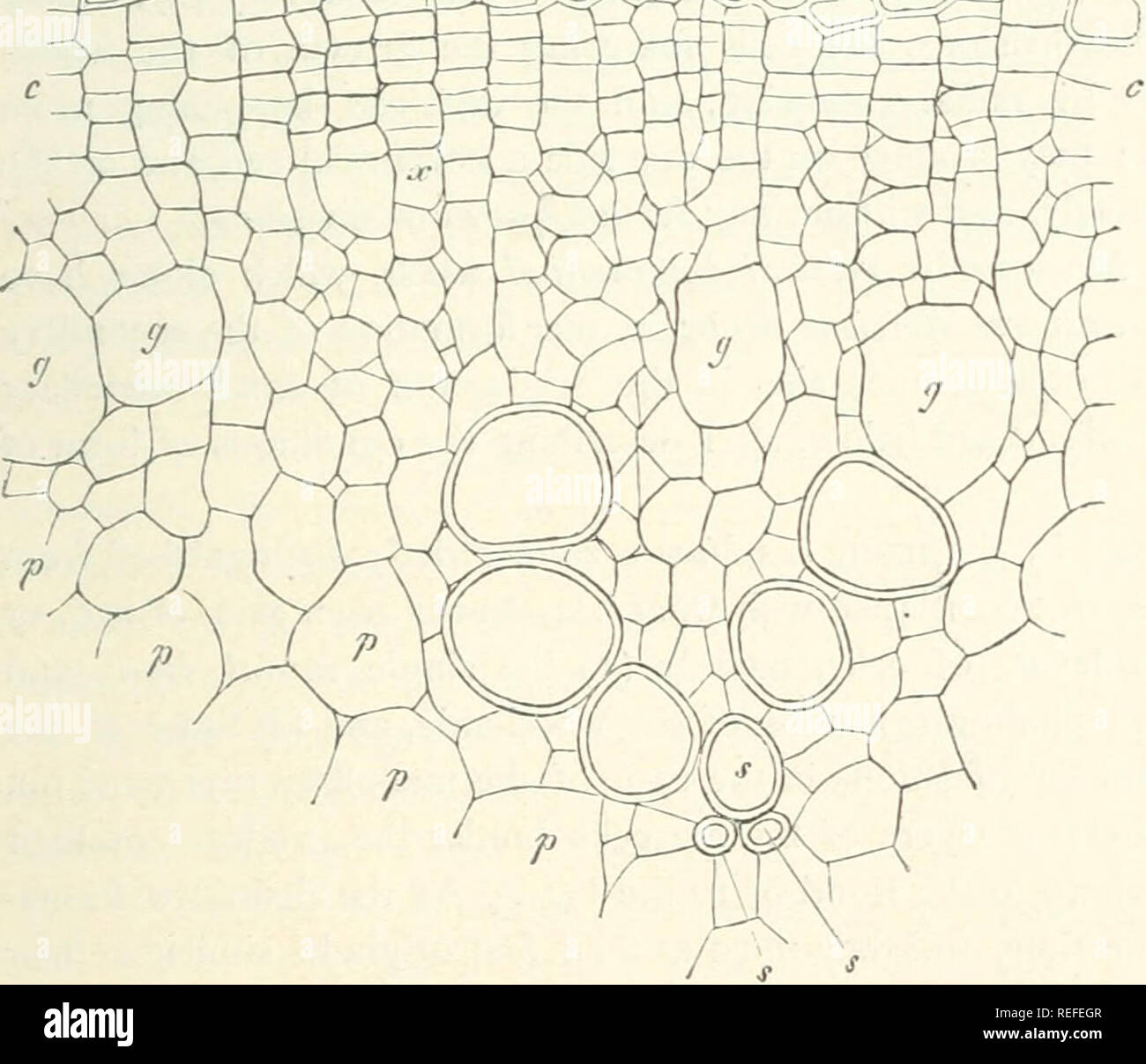 . Comparative anatomy of the vegetative organs of the phanerogams and ...