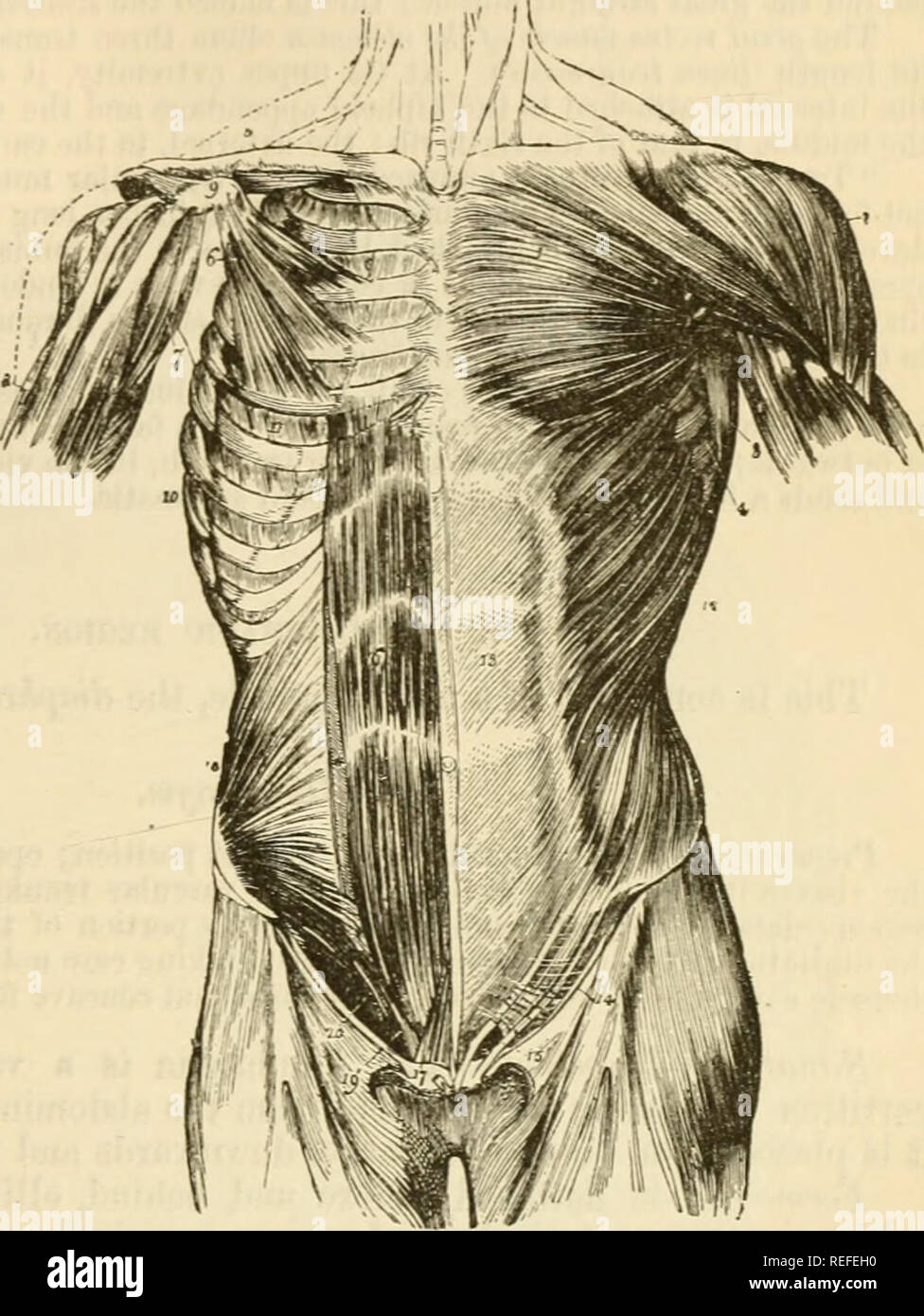 . The comparative anatomy of the domesticated animals. Veterinary ...