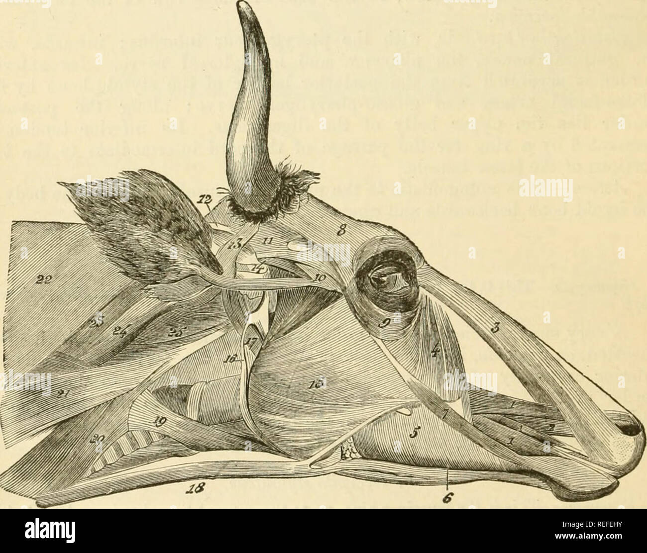 Orbicular muscles hi-res stock photography and images - Alamy