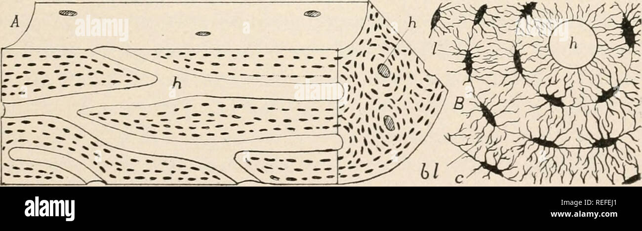 Lacuna Anatomy Basic Units, Structure And Function: Supporting
