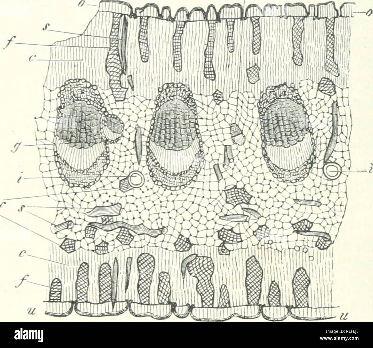 Aloe anatomy hi-res stock photography and images - Alamy