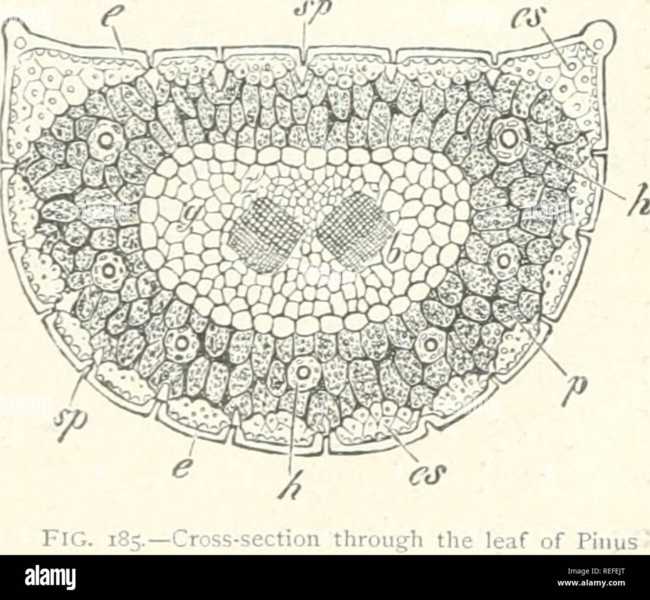 . Comparative anatomy of the vegetative organs of the phanerogams and ...