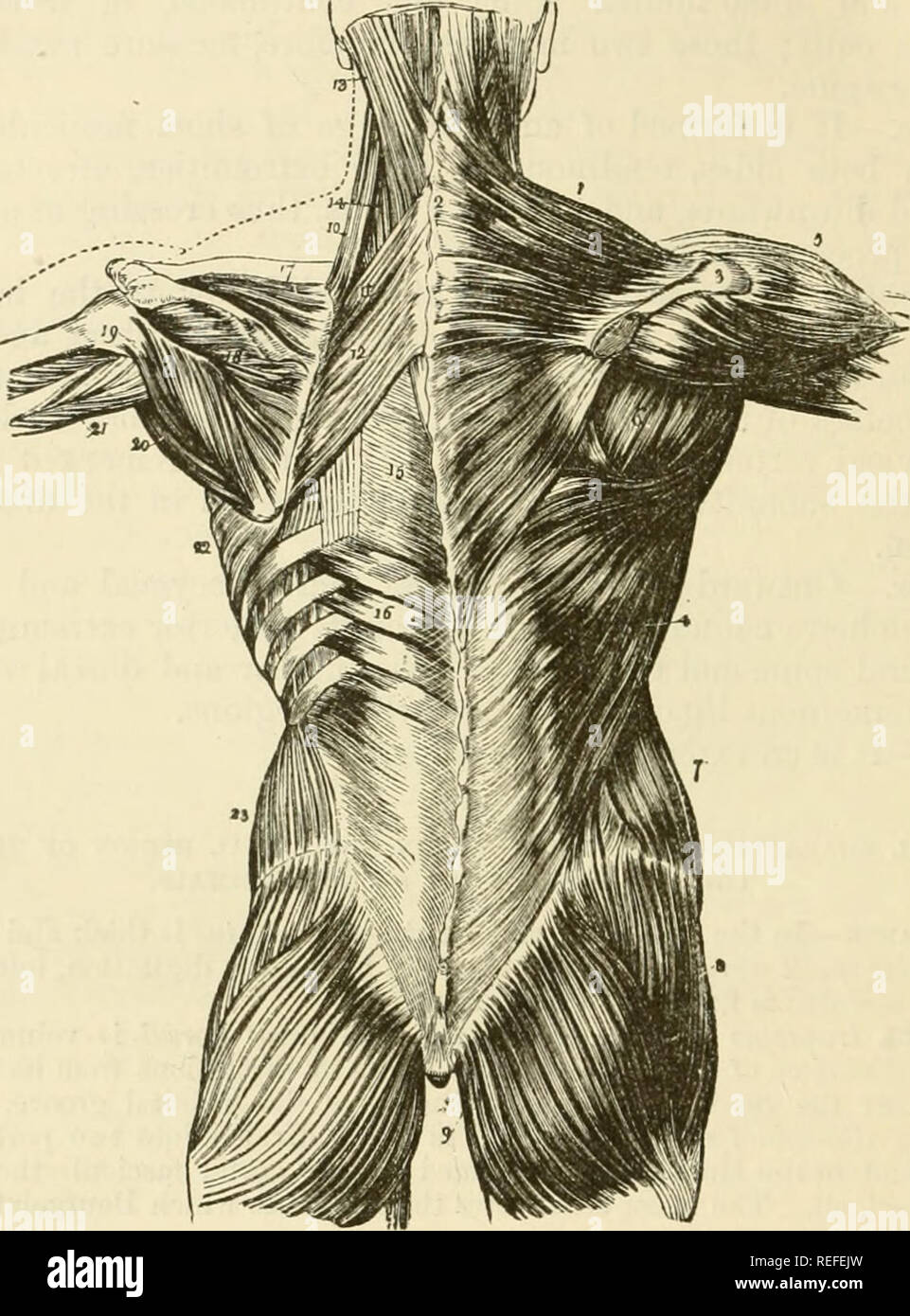 . The comparative anatomy of the domesticated animals. Veterinary ...