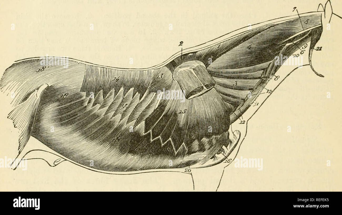 . The comparative anatomy of the domesticated animals. Veterinary ...