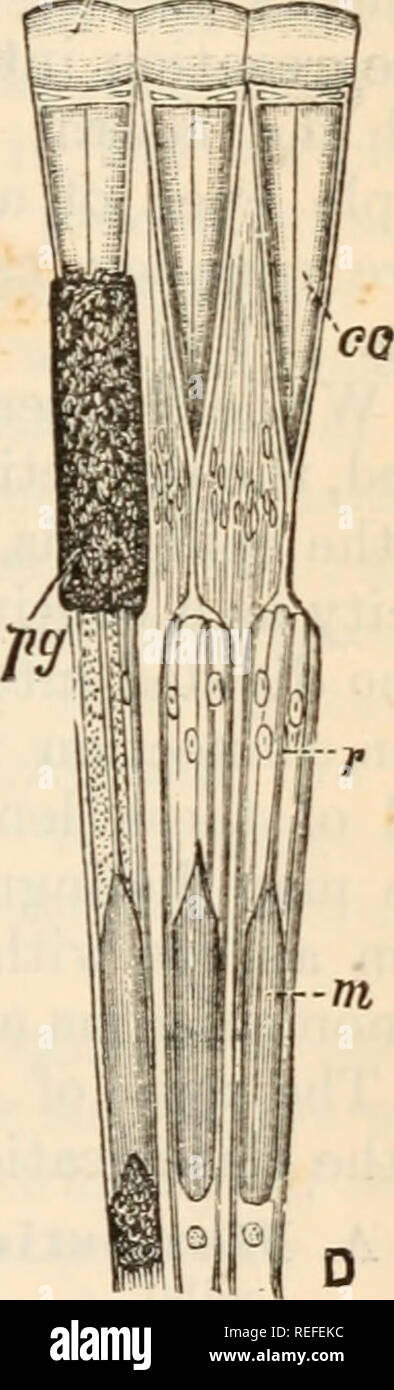 Limulus anatomy hi-res stock photography and images - Alamy