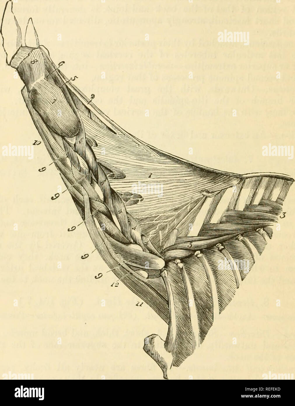 . The comparative anatomy of the domesticated animals. Veterinary ...