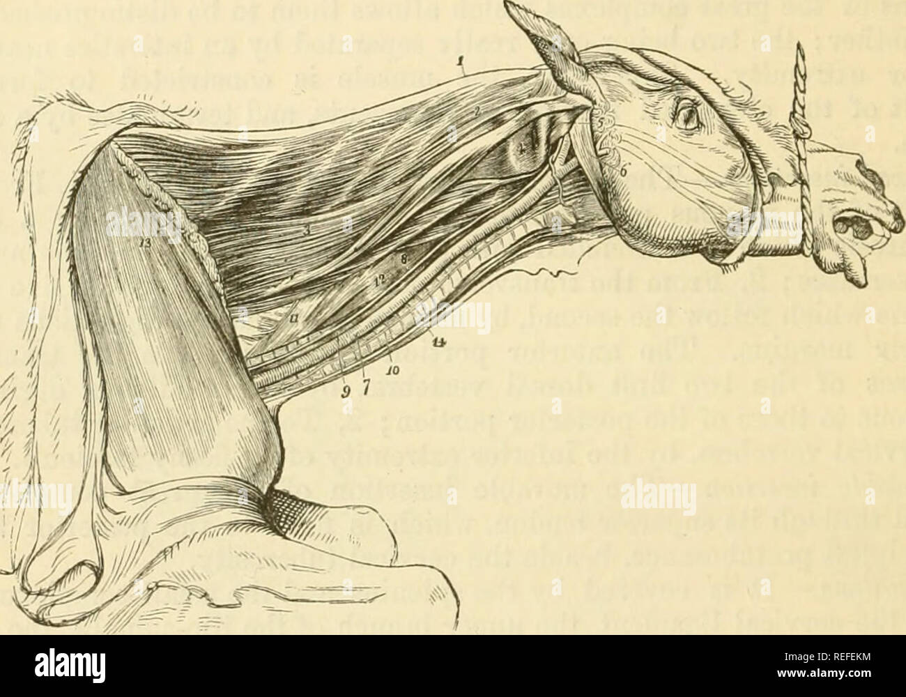 . The comparative anatomy of the domesticated animals. Veterinary ...