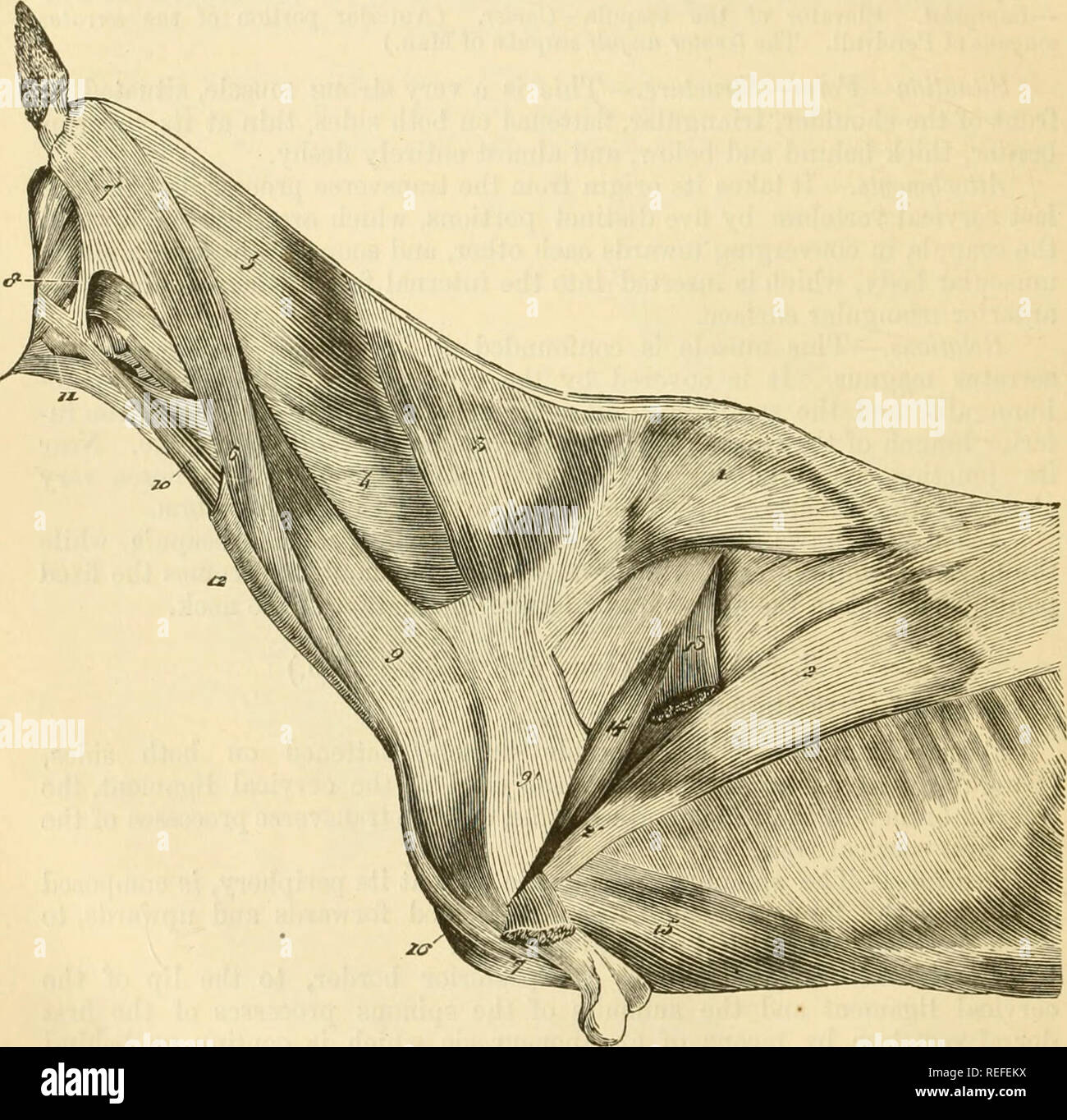 . The comparative anatomy of the domesticated animals. Veterinary ...