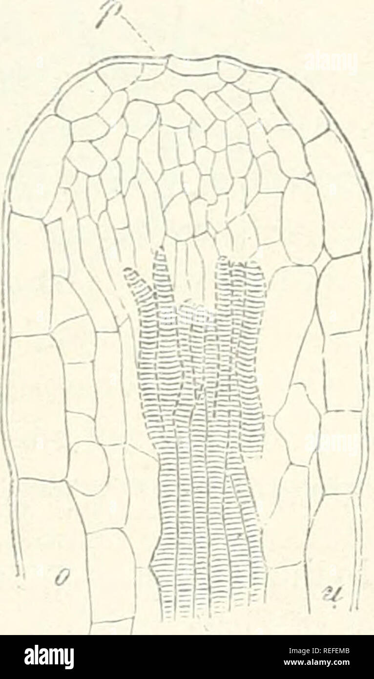 Epithema hi-res stock photography and images - Alamy