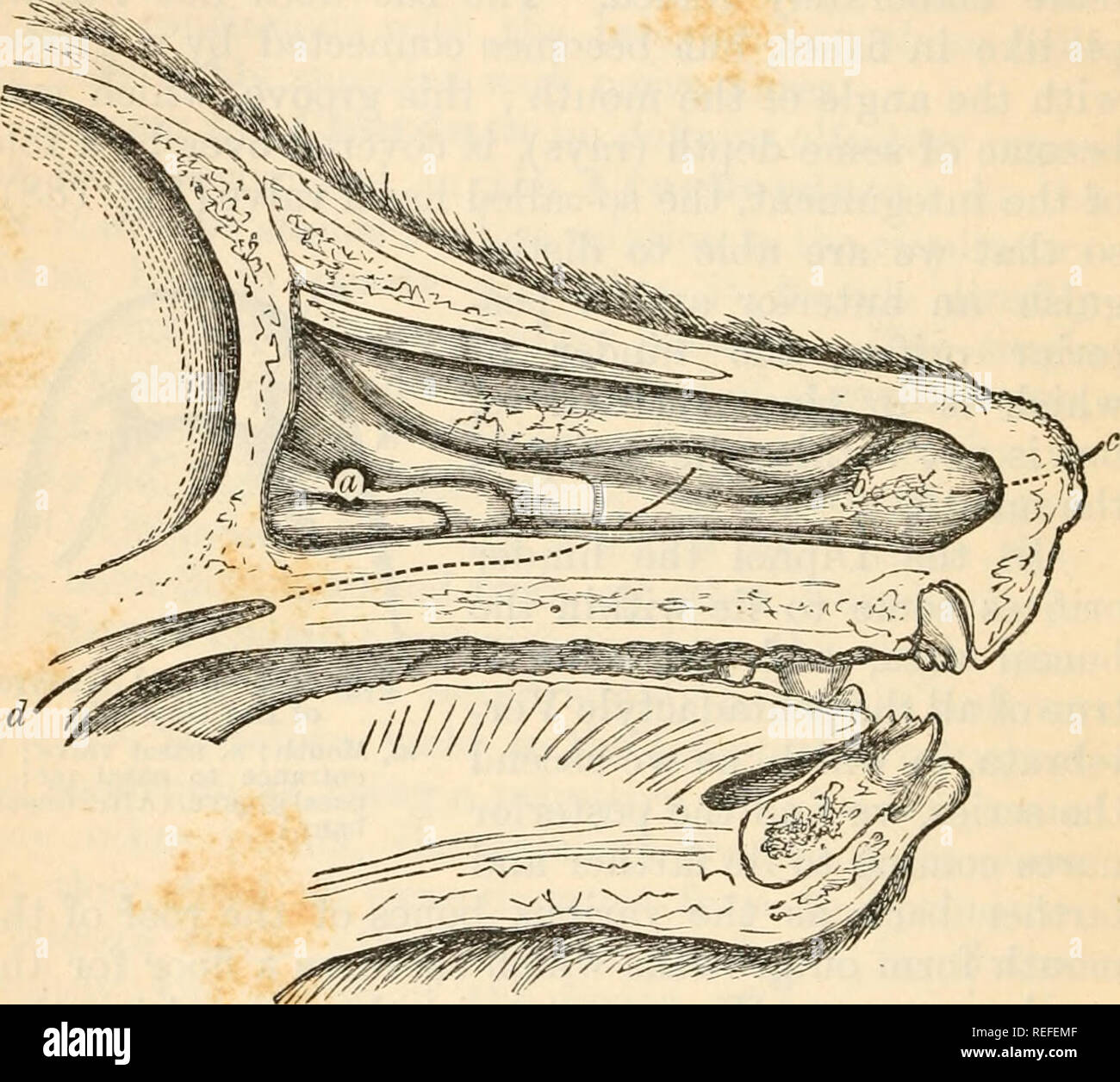 . Comparative anatomy and physiology. 442 COMPARATIVE ANATOMY AND ...