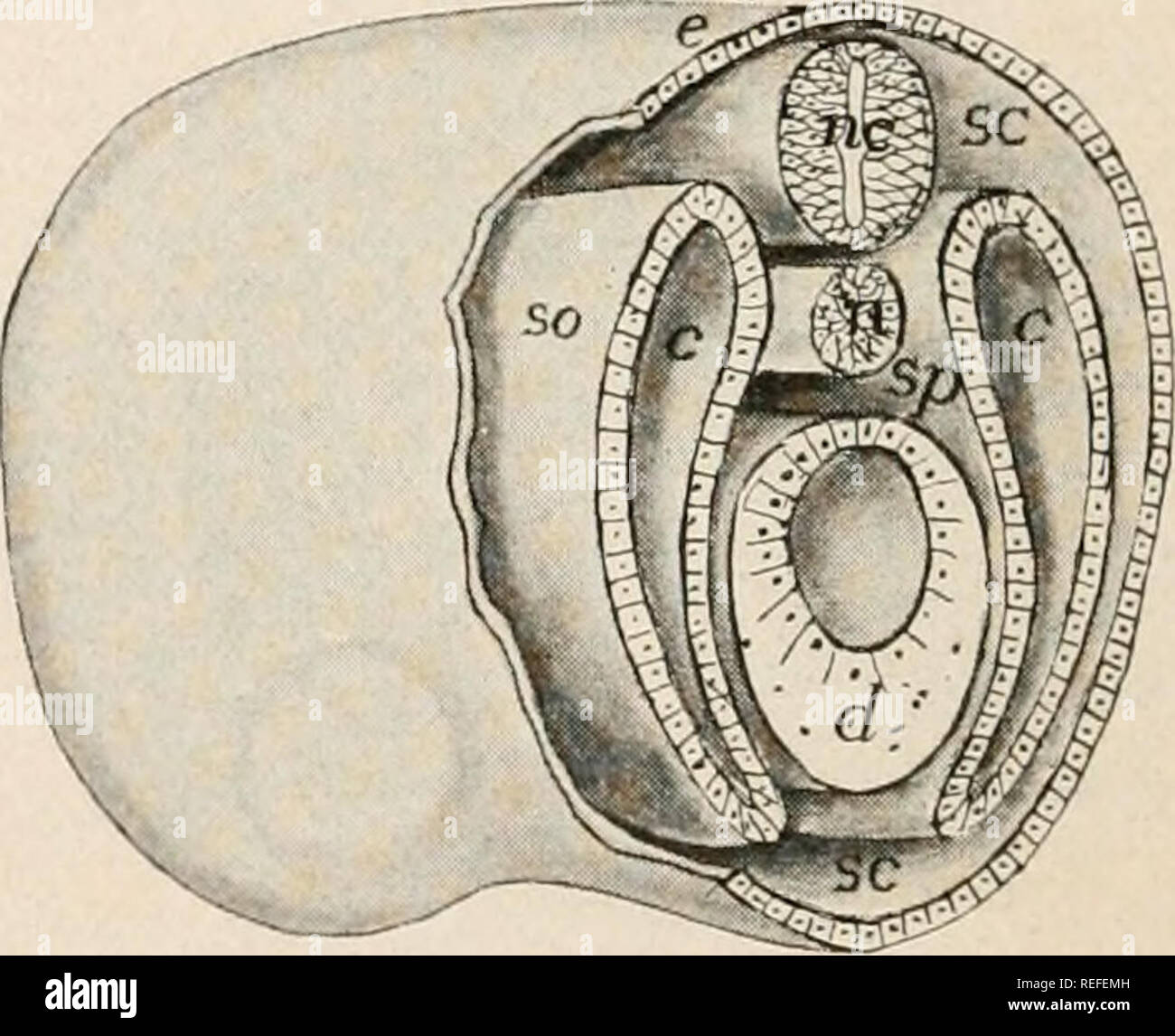 . Comparative anatomy of vertebrates. Anatomy, Comparative; Vertebrates ...