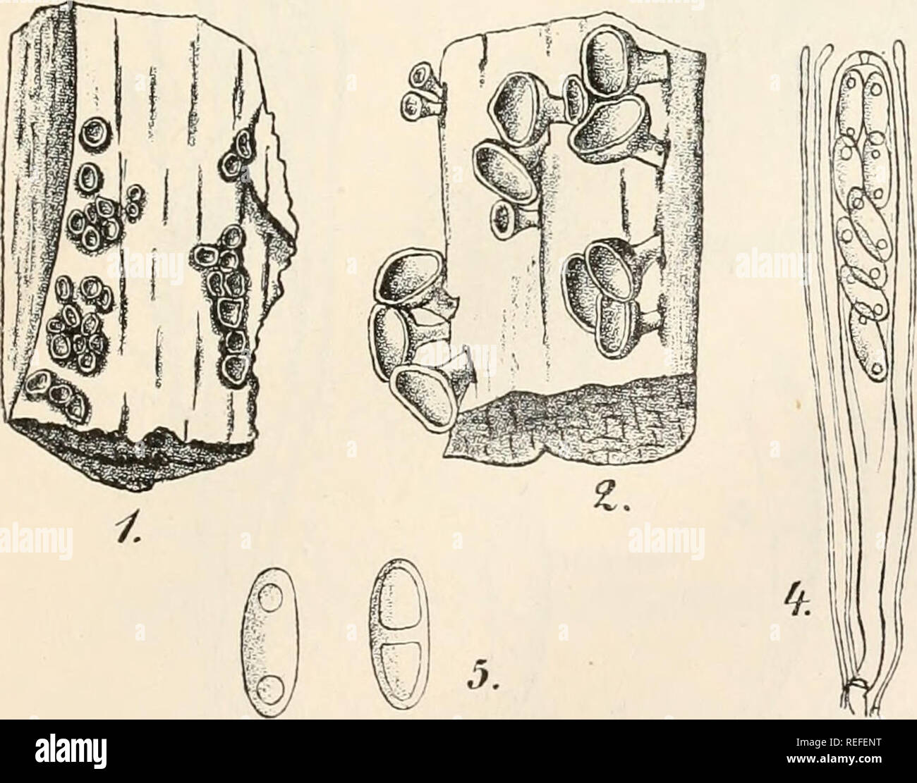 Rhizophila hi-res stock photography and images - Alamy
