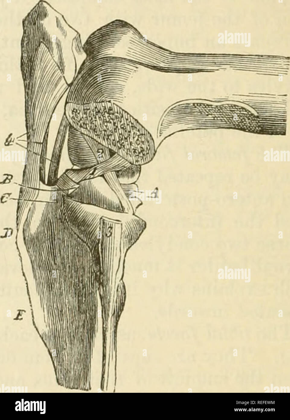 . The comparative anatomy of the domesticated animals. Veterinary ...