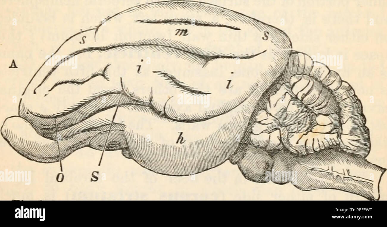 . Comparative anatomy and physiology. There early ap- pears a fissure ...