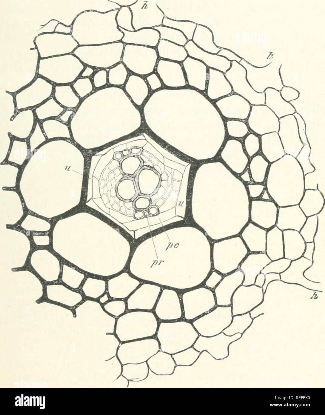 Fern tracheid structure hi-res stock photography and images - Alamy