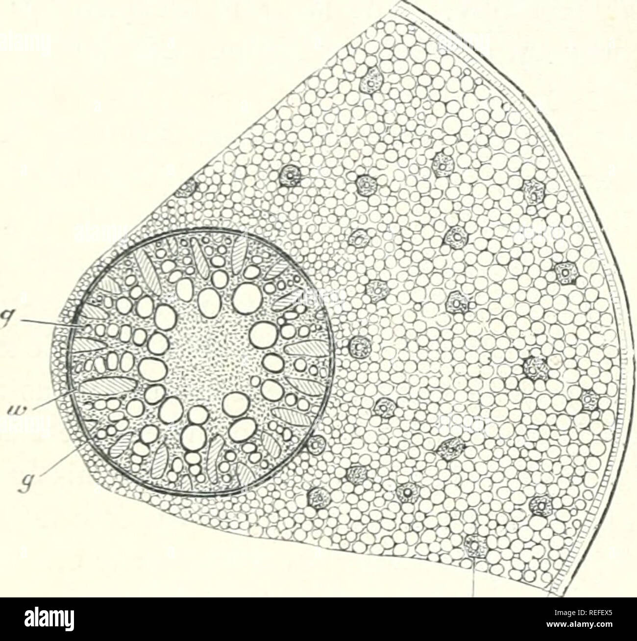 . Comparative anatomy of the vegetative organs of the phanerogams and ...