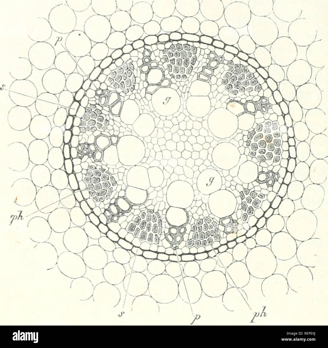 Adventitious root hi-res stock photography and images - Alamy