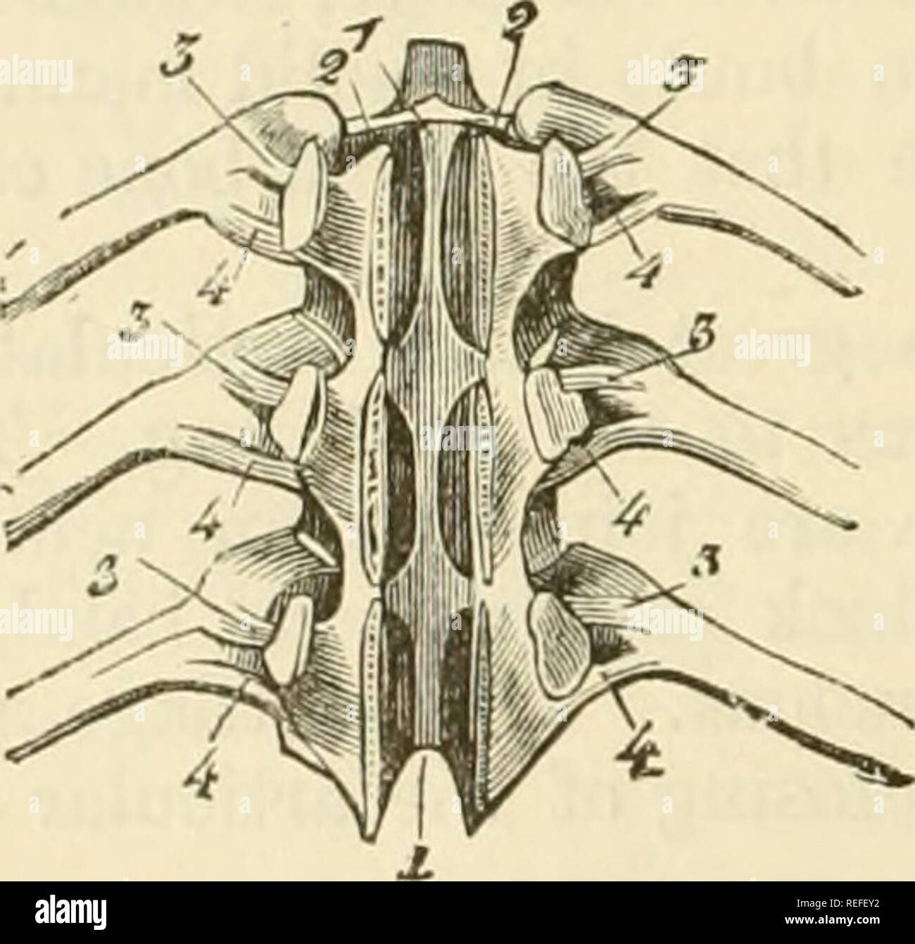Chondrosternal Joint