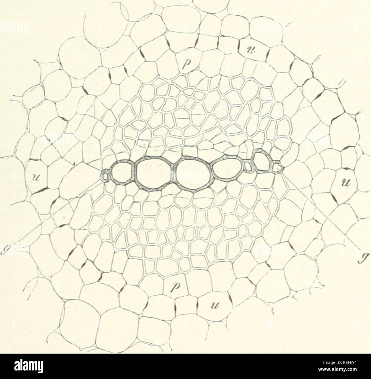 Vicia anatomy hi-res stock photography and images - Alamy