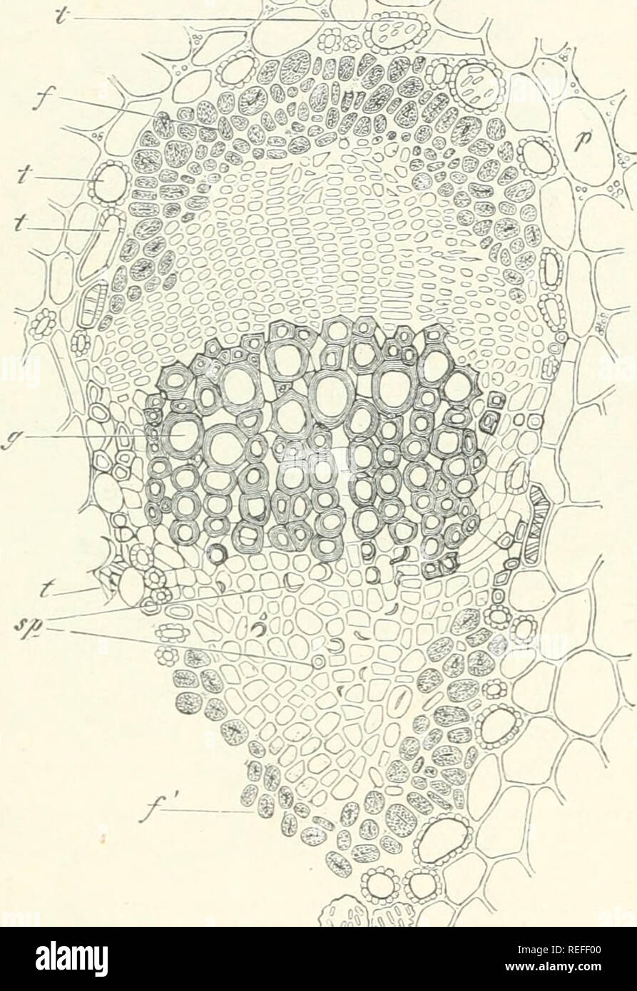 . Comparative anatomy of the vegetative organs of the phanerogams and ...