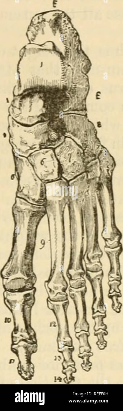 . The comparative anatomy of the domesticated animals. Veterinary ...