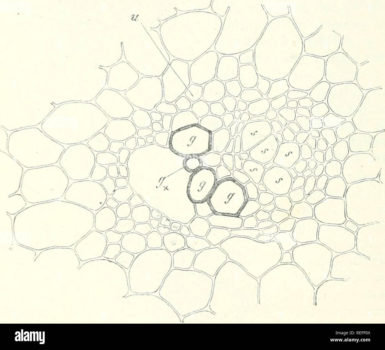 . Comparative anatomy of the vegetative organs of the phanerogams and ...