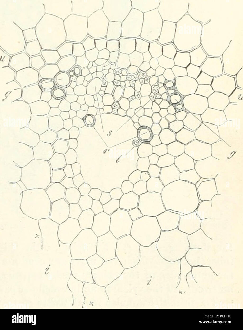. Comparative anatomy of the vegetative organs of the phanerogams and ...