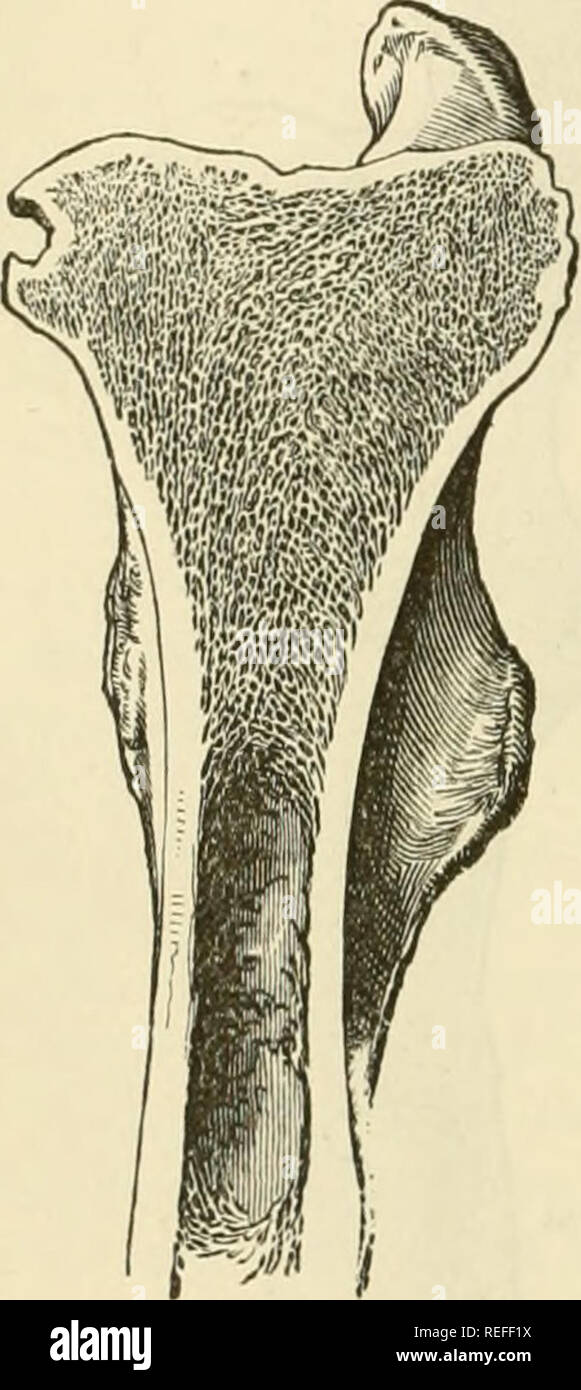 . The comparative anatomy of the domesticated animals. Veterinary ...