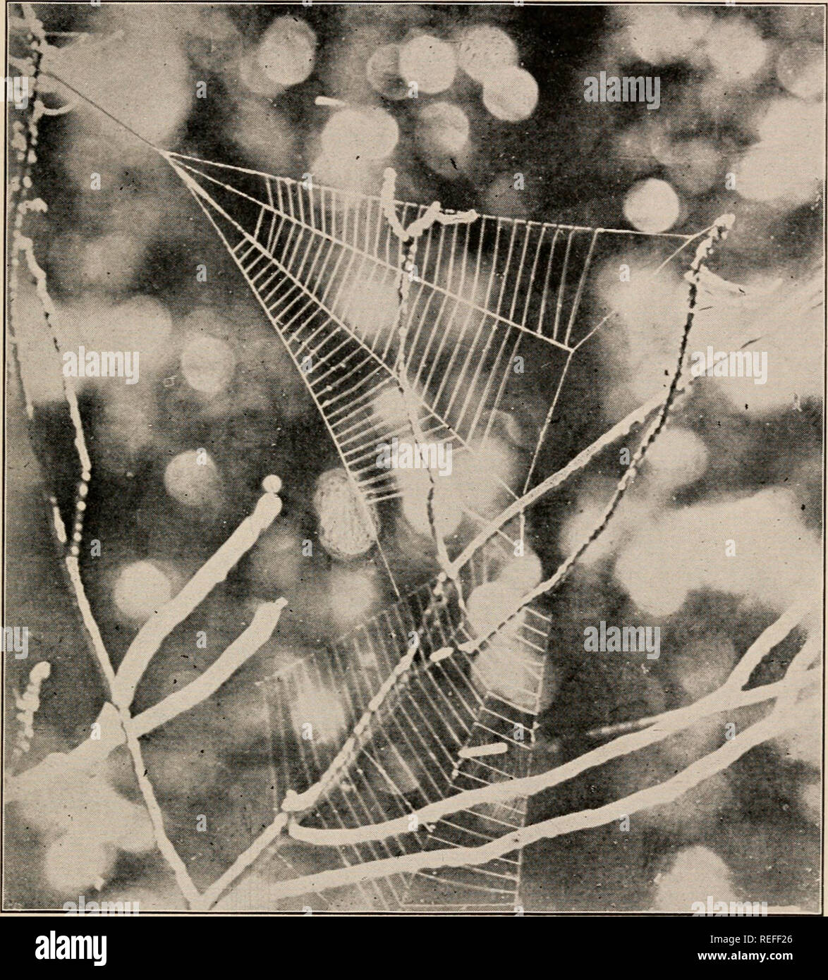 North american hunting spiders hi-res stock photography and images - Alamy