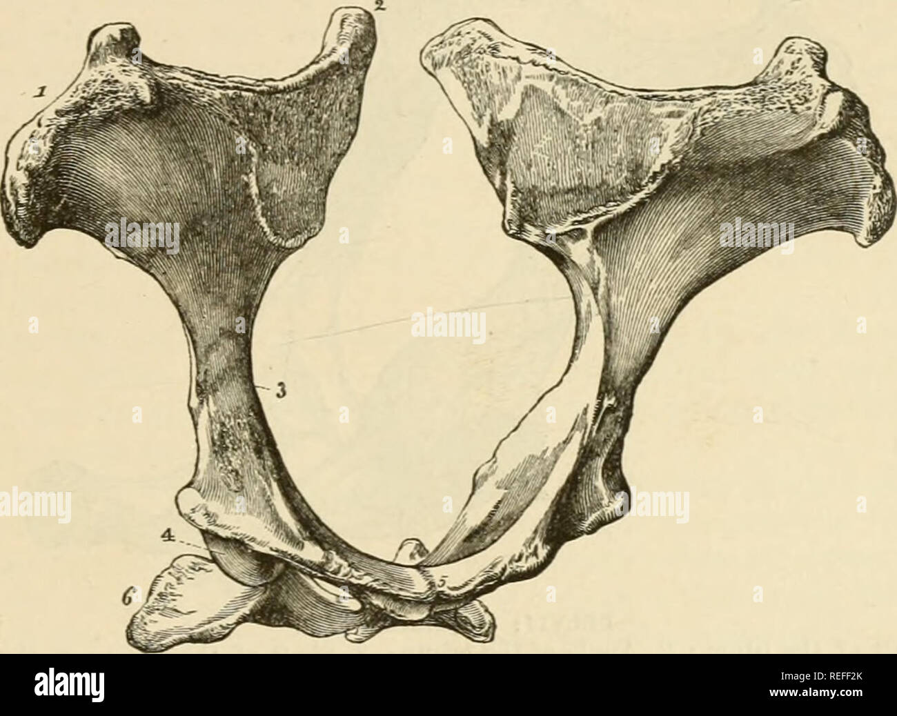 . The comparative anatomy of the domesticated animals. Veterinary ...