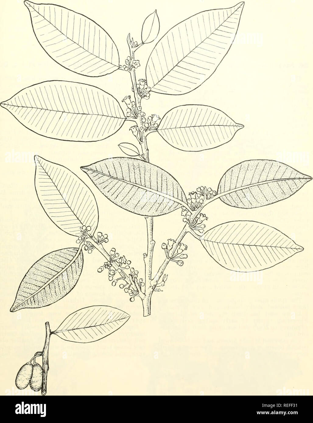 . Common trees of Puerto Rico and the Virgin Islands. Trees -- Puerto ...
