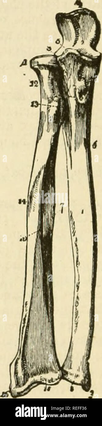 . The comparative anatomy of the domesticated animals. Veterinary ...