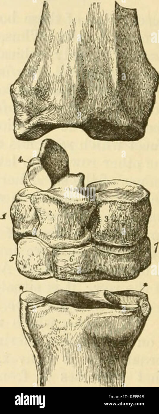 . The comparative anatomy of the domesticated animals. Veterinary ...