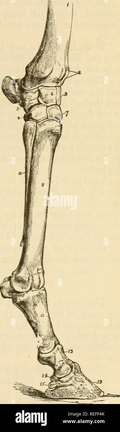 . The comparative anatomy of the domesticated animals. Veterinary ...