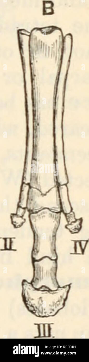 . Comparative anatomy and physiology. connected with the lateral digits ...
