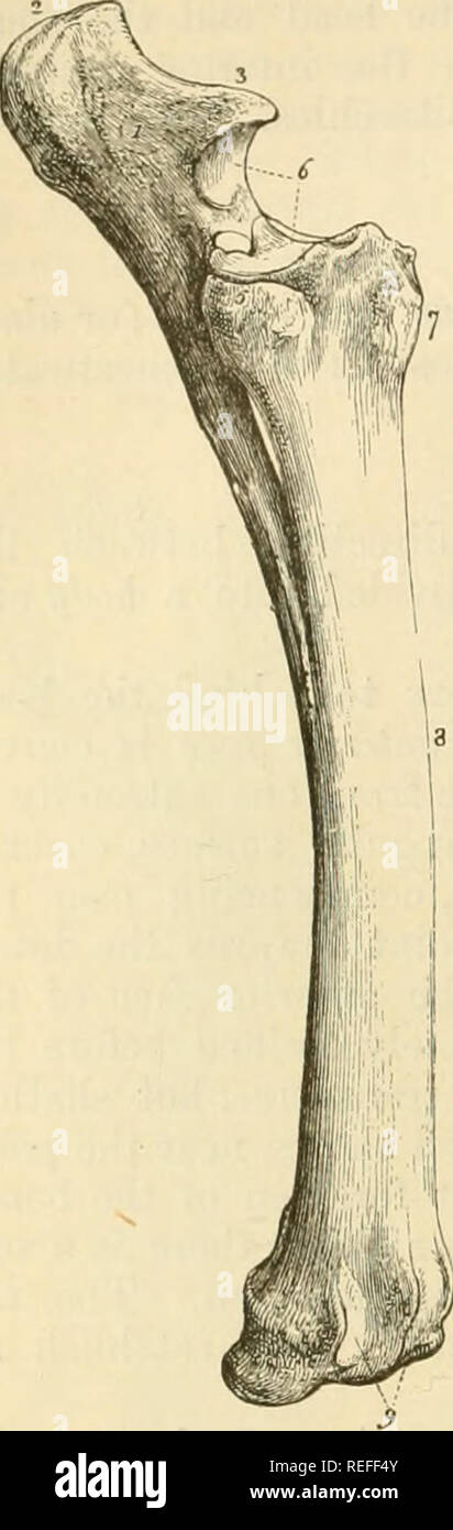 . The comparative anatomy of the domesticated animals. Veterinary ...