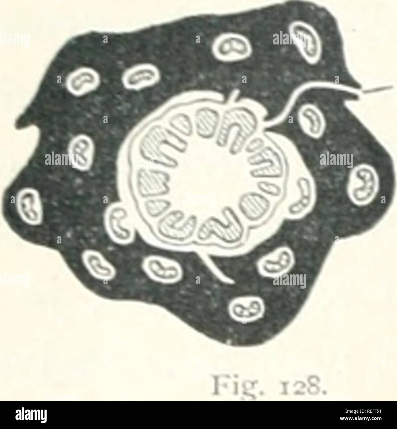 Transverse section of a plant root hi-res stock photography and images ...