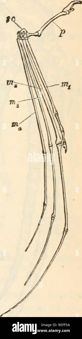 . Comparative anatomy and physiology. Chap. IX.] FORE LIMBS. 353 In ...