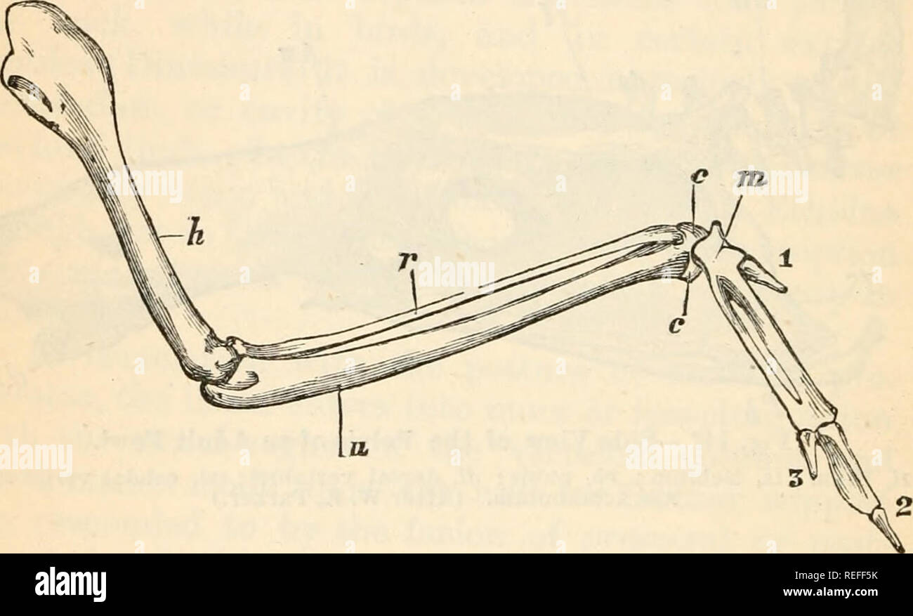 Scapula feathers hi-res stock photography and images - Alamy