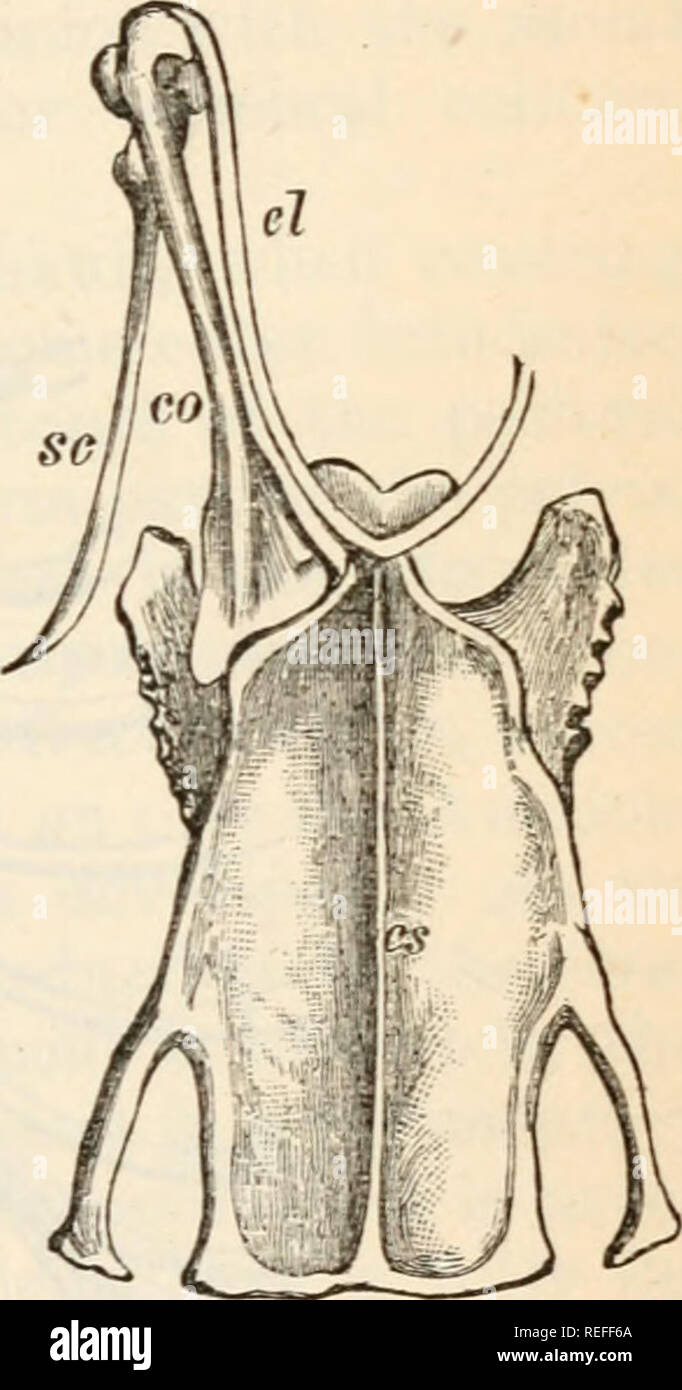 . Comparative anatomy and physiology. Chap. IX.] STERNA. 347 is known ...