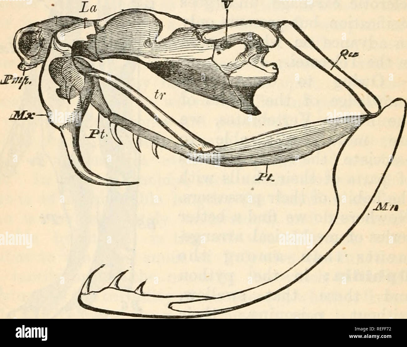 . Comparative anatomy and physiology. 338 COMPARATIVE ANATOMY AND ...