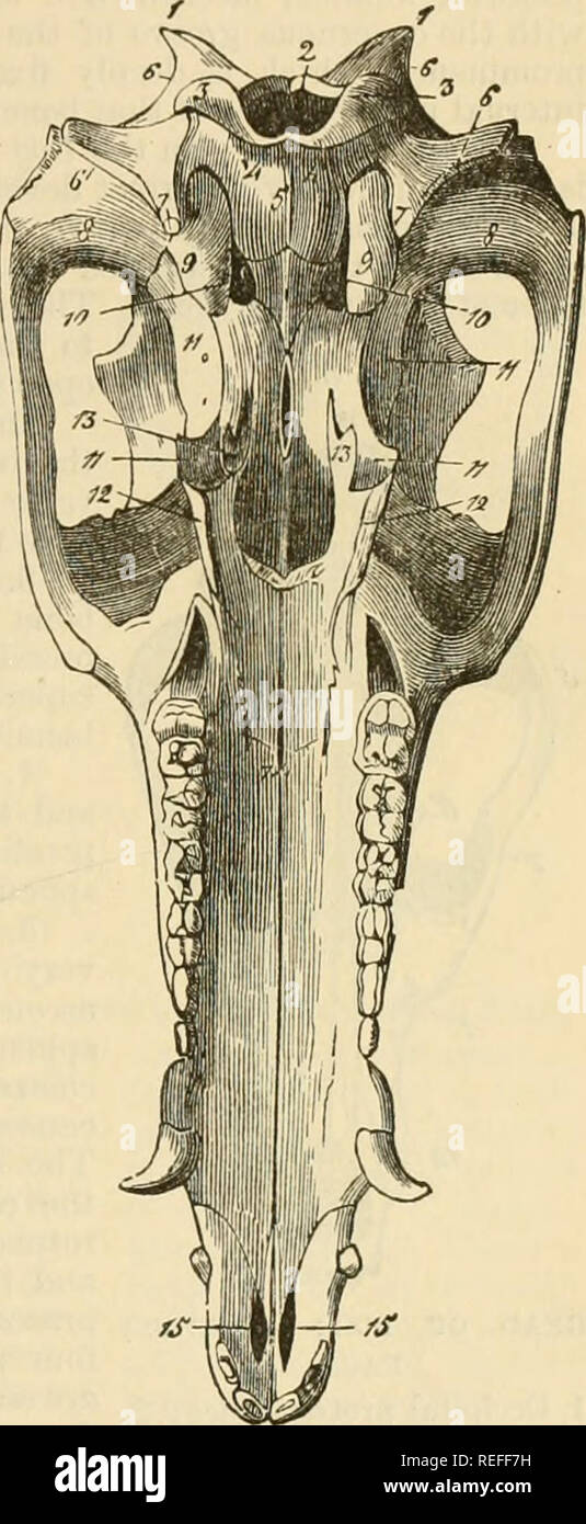 Mastoid process hi-res stock photography and images - Alamy