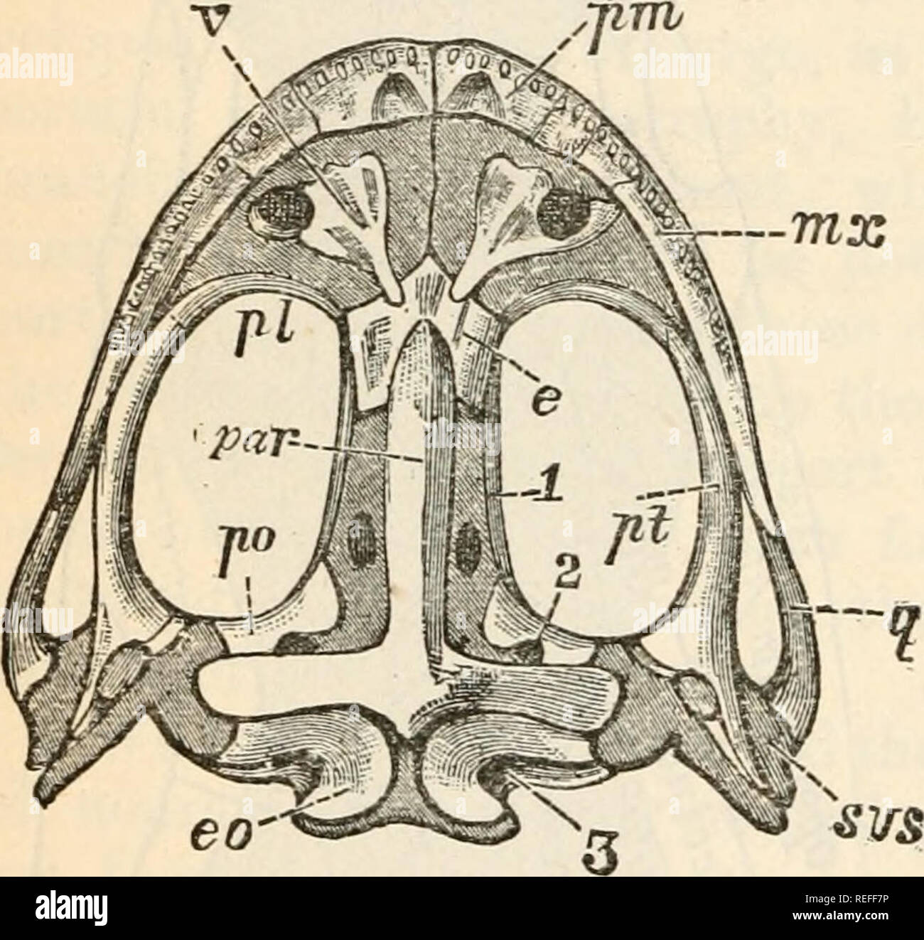 . Comparative anatomy and physiology. 330 COMPARATIVE ANATOMY AND ...